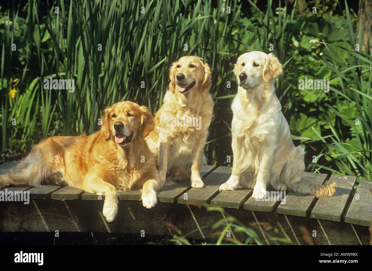 Three golden retrievers hi-res stock photography and images - Alamy