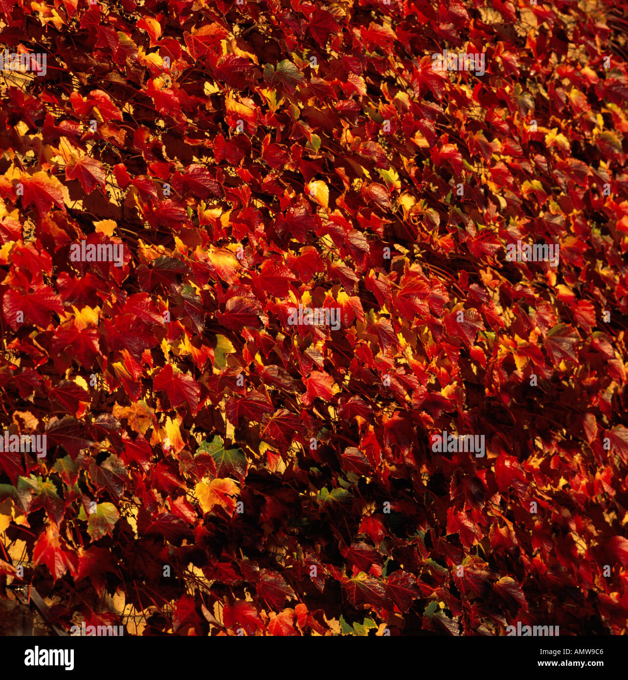 Russian Vine in the autumn turning to a golden red Stock Photo - Alamy