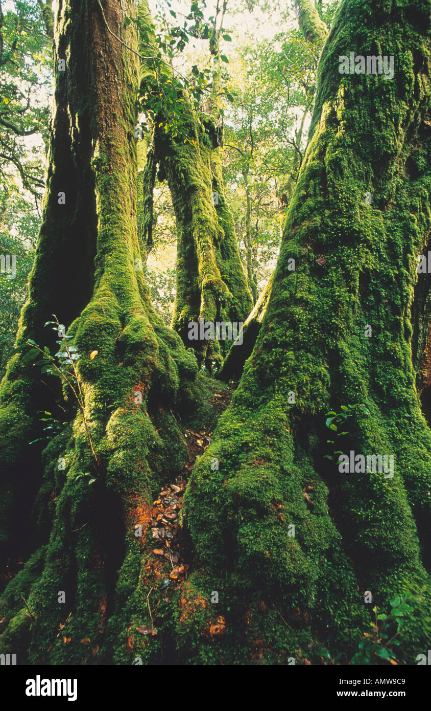 Ancient Antarctic or Negrohead beech tree NSW Australia Stock Photo - Alamy
