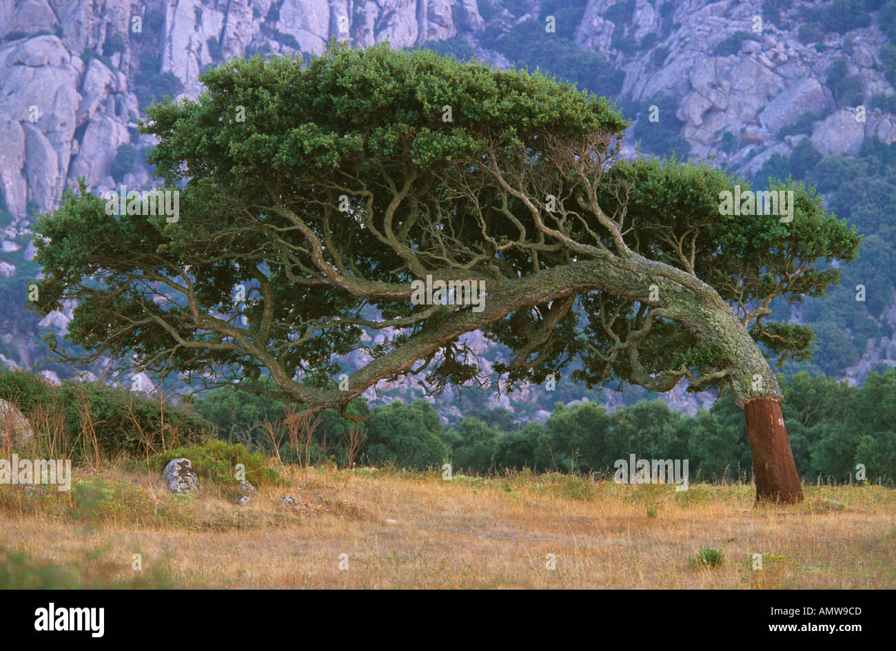 A cork oak tree in Italy Stock Photo - Alamy