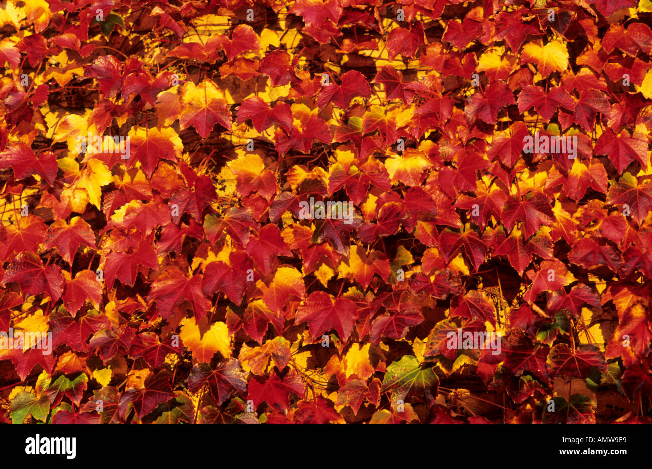 Russian Vine in the autumn turning to a golden red Stock Photo - Alamy