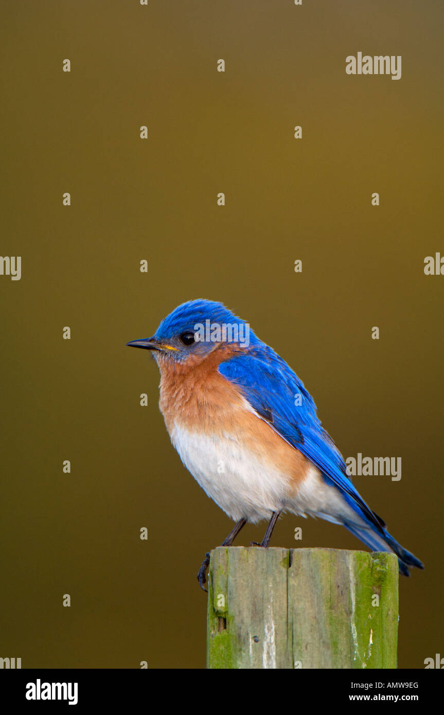 A broadside view of male Eastern Bluebird purched on a post Stock Photo ...