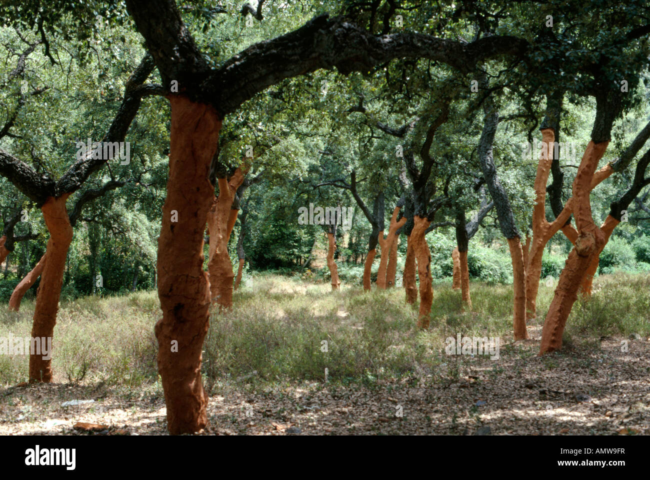 Freshly stripped cork trees near Aracena Sevilla Province South West ...