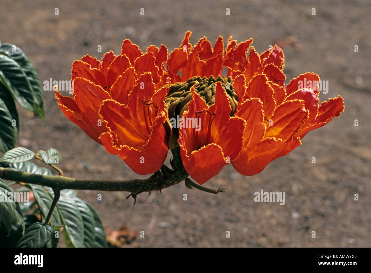African tulip tree (Spathodea campanulata Stock Photo - Alamy