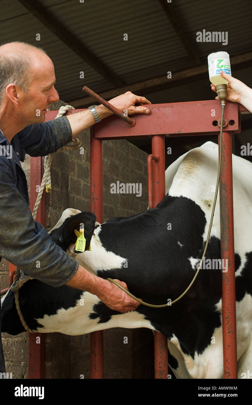 Staggers hi-res stock photography and images - Alamy