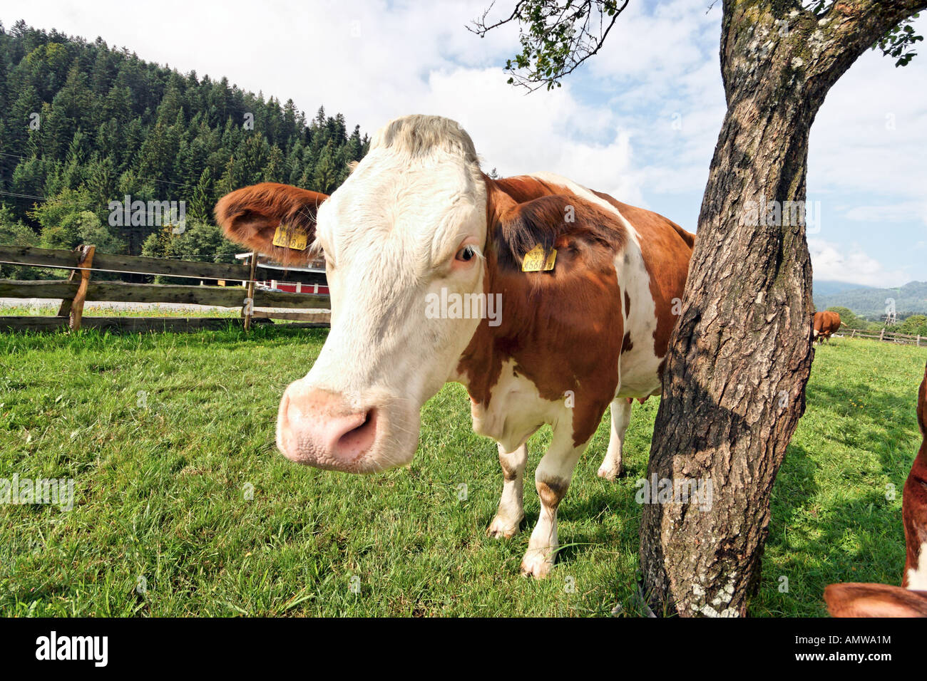 Cow in field - Curious cow under a tree Stock Photo - Alamy
