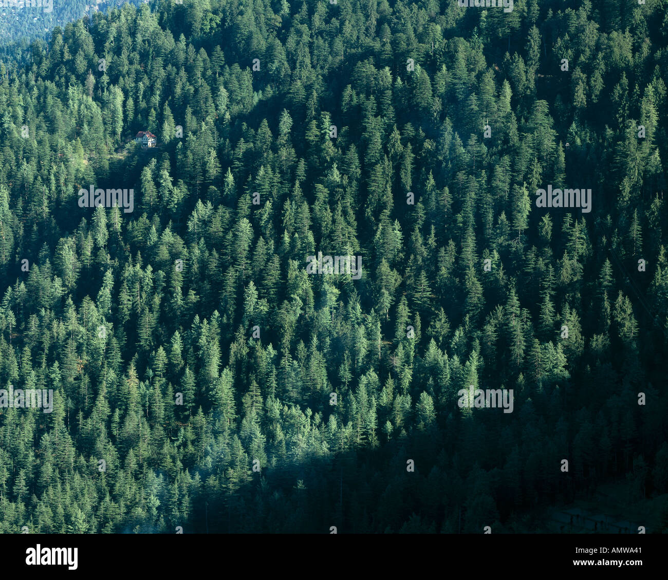 Shimla trees hi-res stock photography and images - Alamy