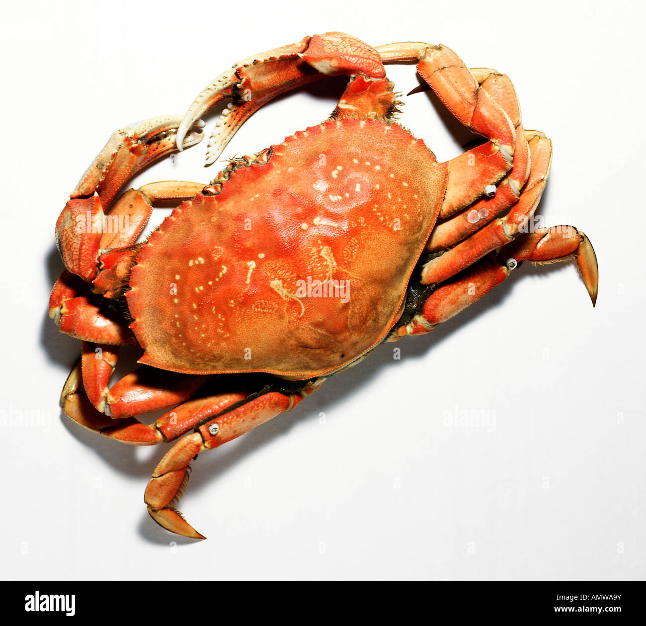 A dungeness crab Stock Photo - Alamy