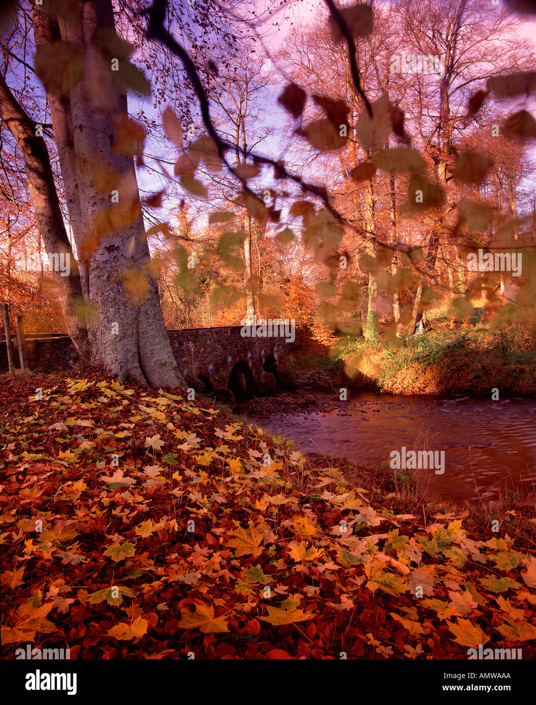 Minnowburn Belfast Northern Ireland ,Trees Autumn Stock Photo - Alamy