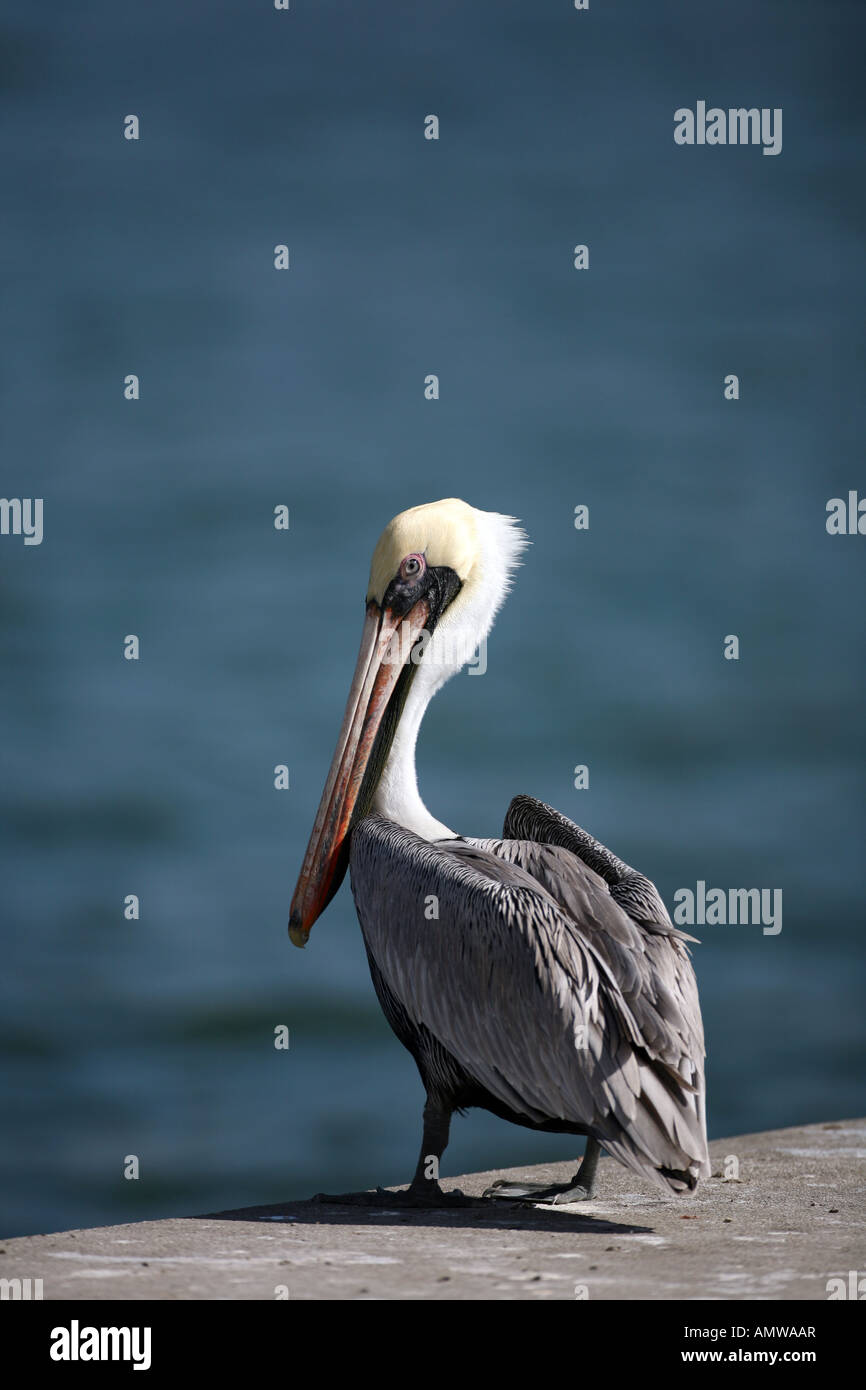 Pelican by water in Miami Stock Photo - Alamy