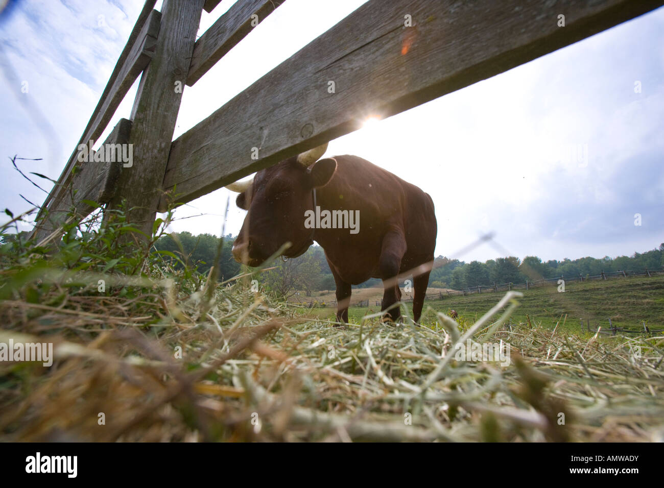 A bull eating hay Stock Photo - Alamy