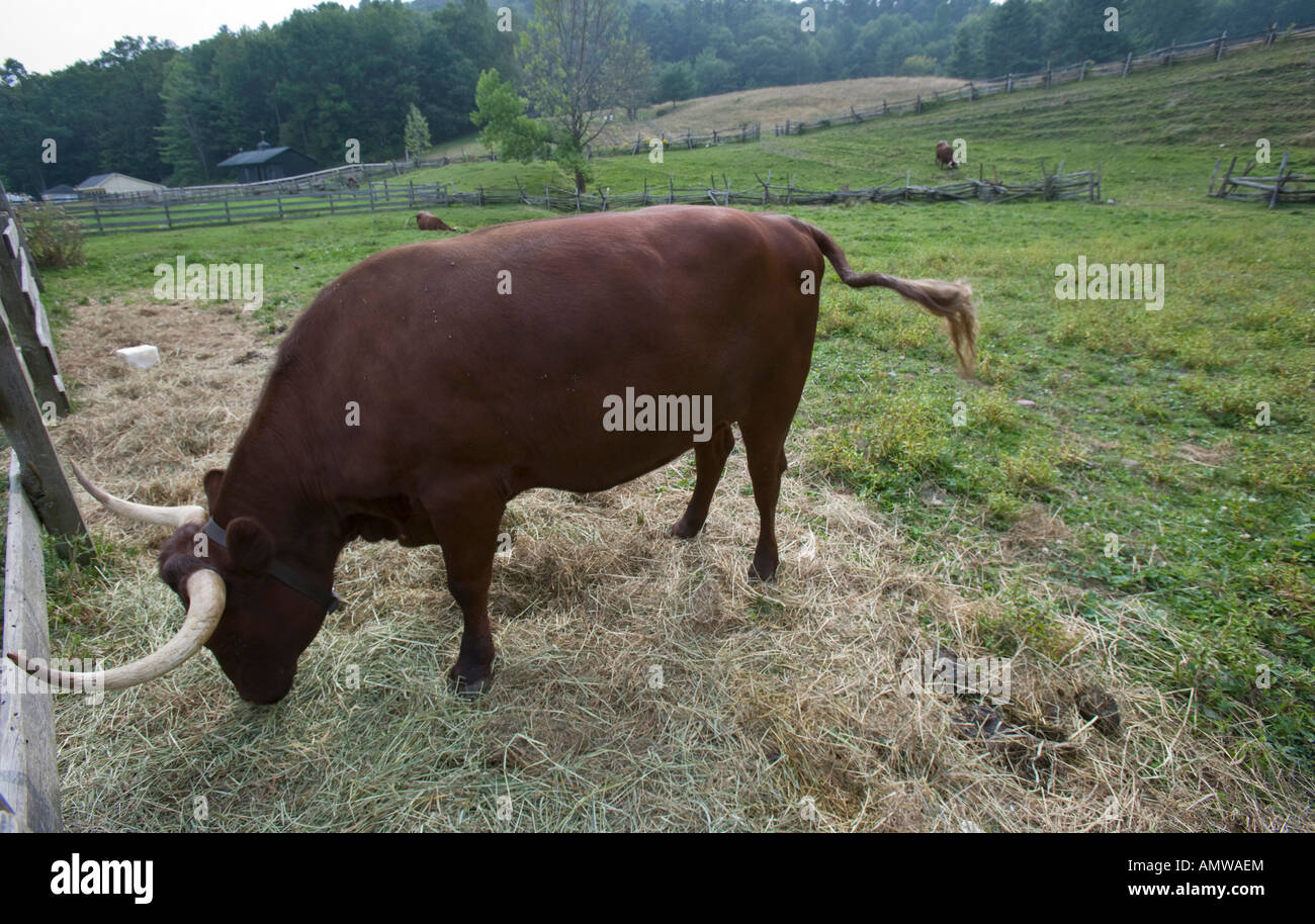 A bull eating hay Stock Photo - Alamy