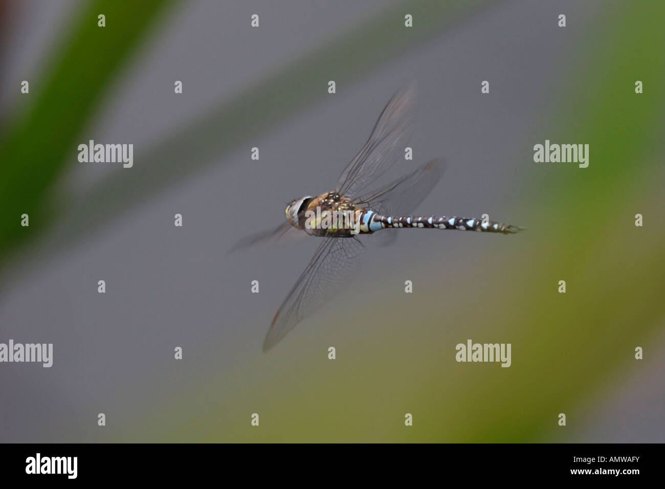 British flying insects hi-res stock photography and images - Alamy