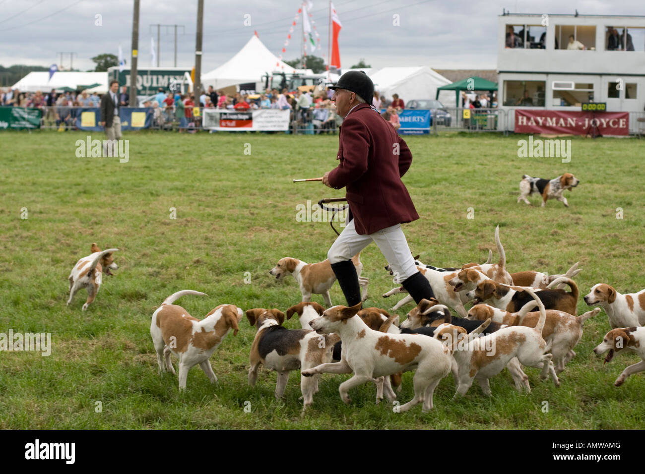 Huntsman running with fox hounds Moreton Agricultural Show 2007 UK ...