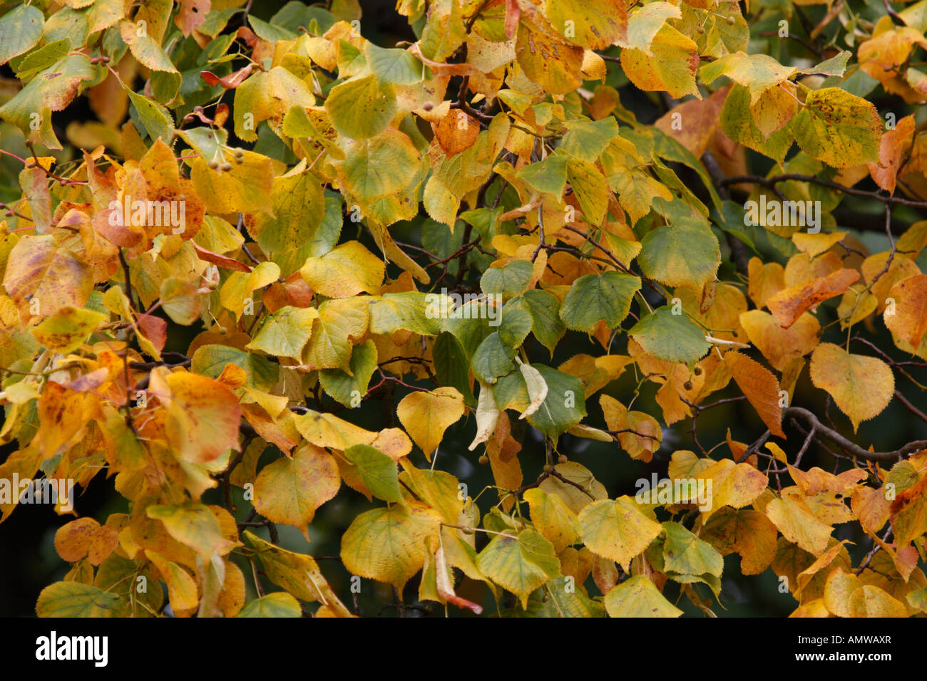 Autumn Lime Tree Leaves Stock Photo - Alamy