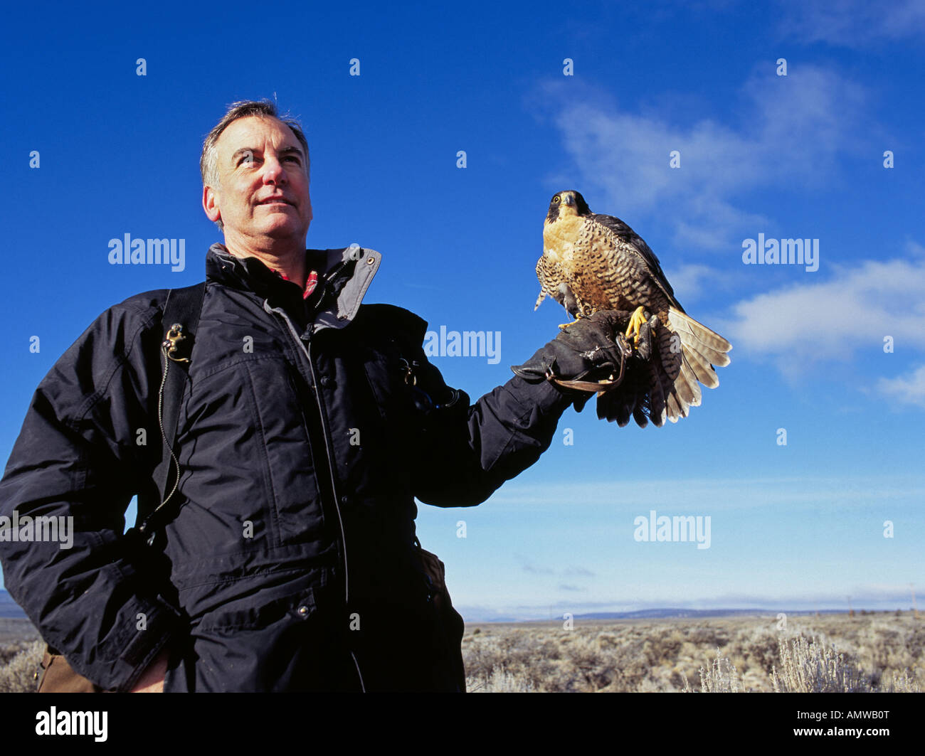 A Falconer with a Peregrine Falcon on a rabbit hunt on the high desert ...