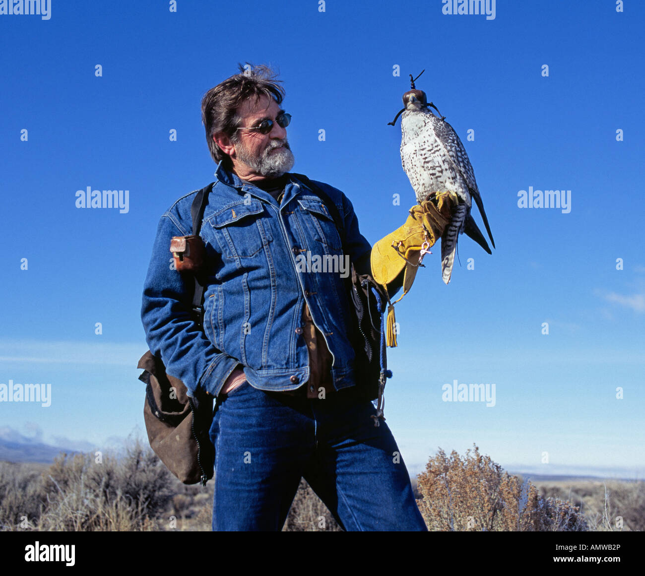 Falcon on arm hi-res stock photography and images - Alamy