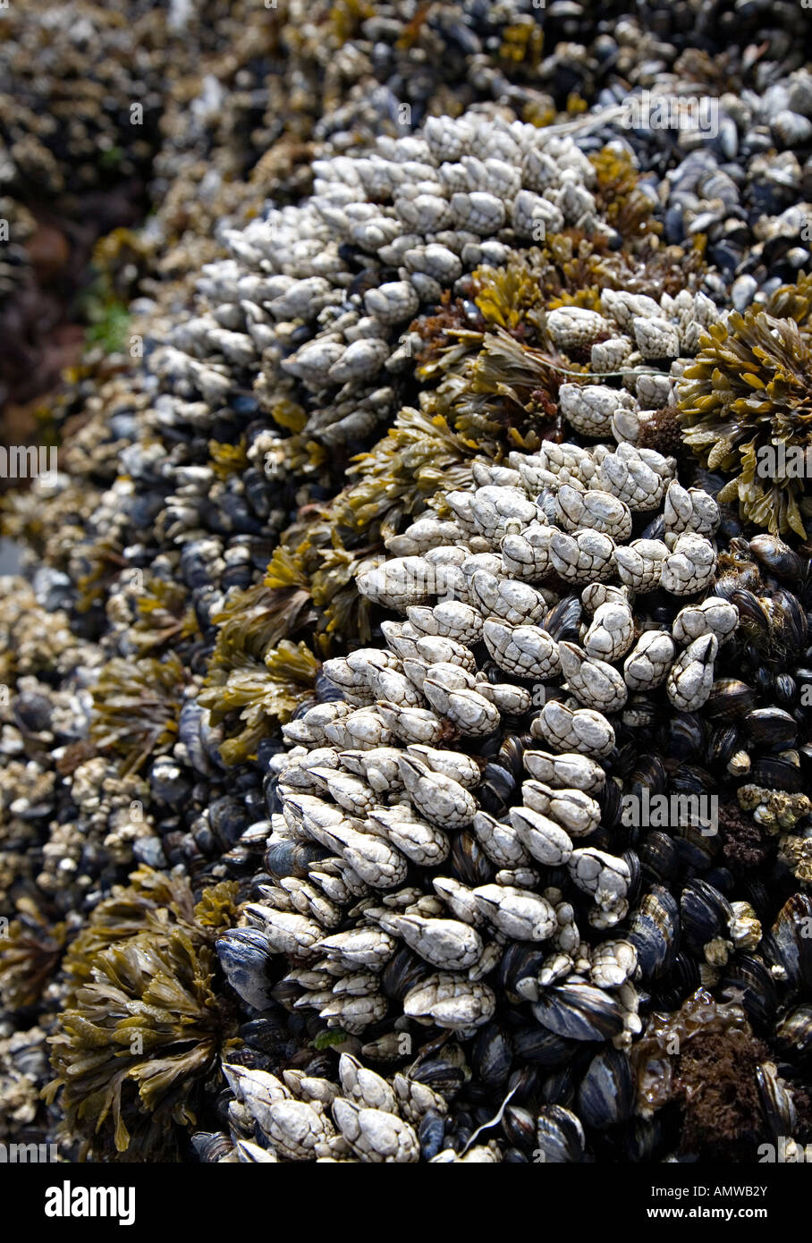 Goose or Leaf Barnacle (Pollicipes polymerus) on rocky shore habitat ...