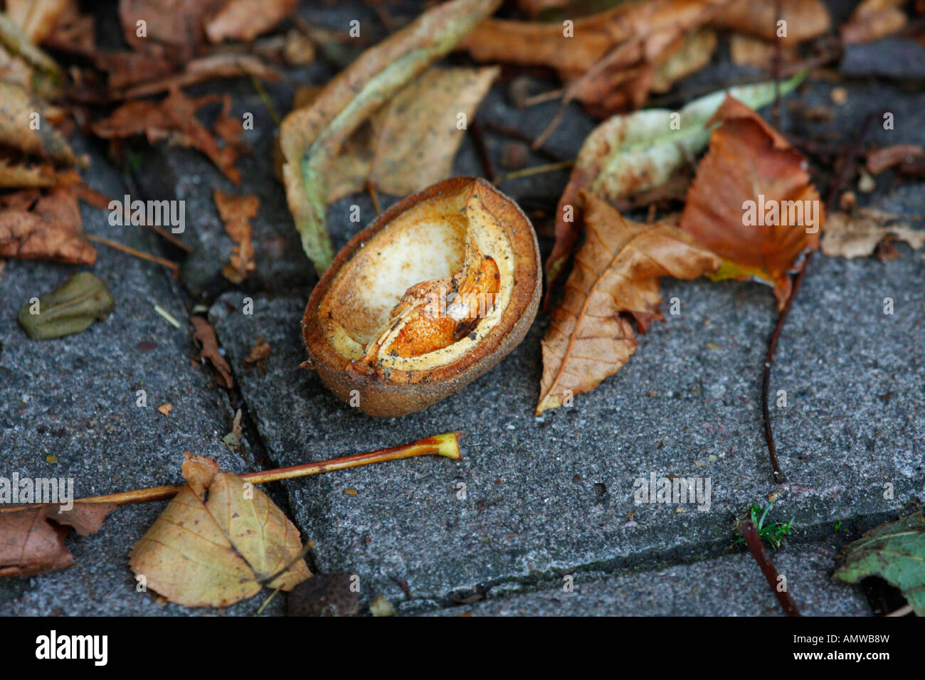 Conker in shell hi-res stock photography and images - Alamy