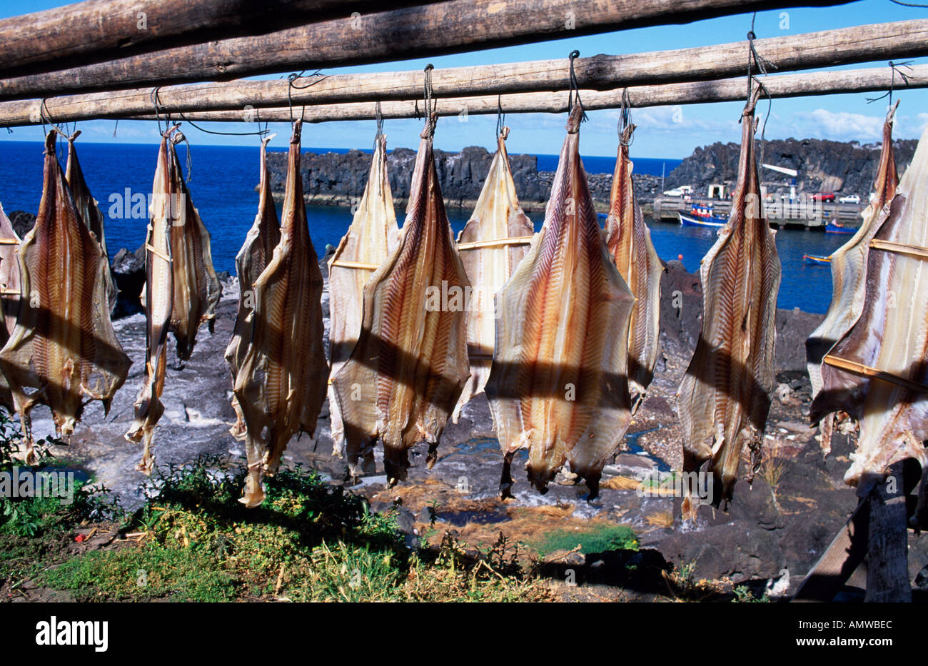 Salted cod fillets drying in the sun to form Bacalhau Stock Photo - Alamy