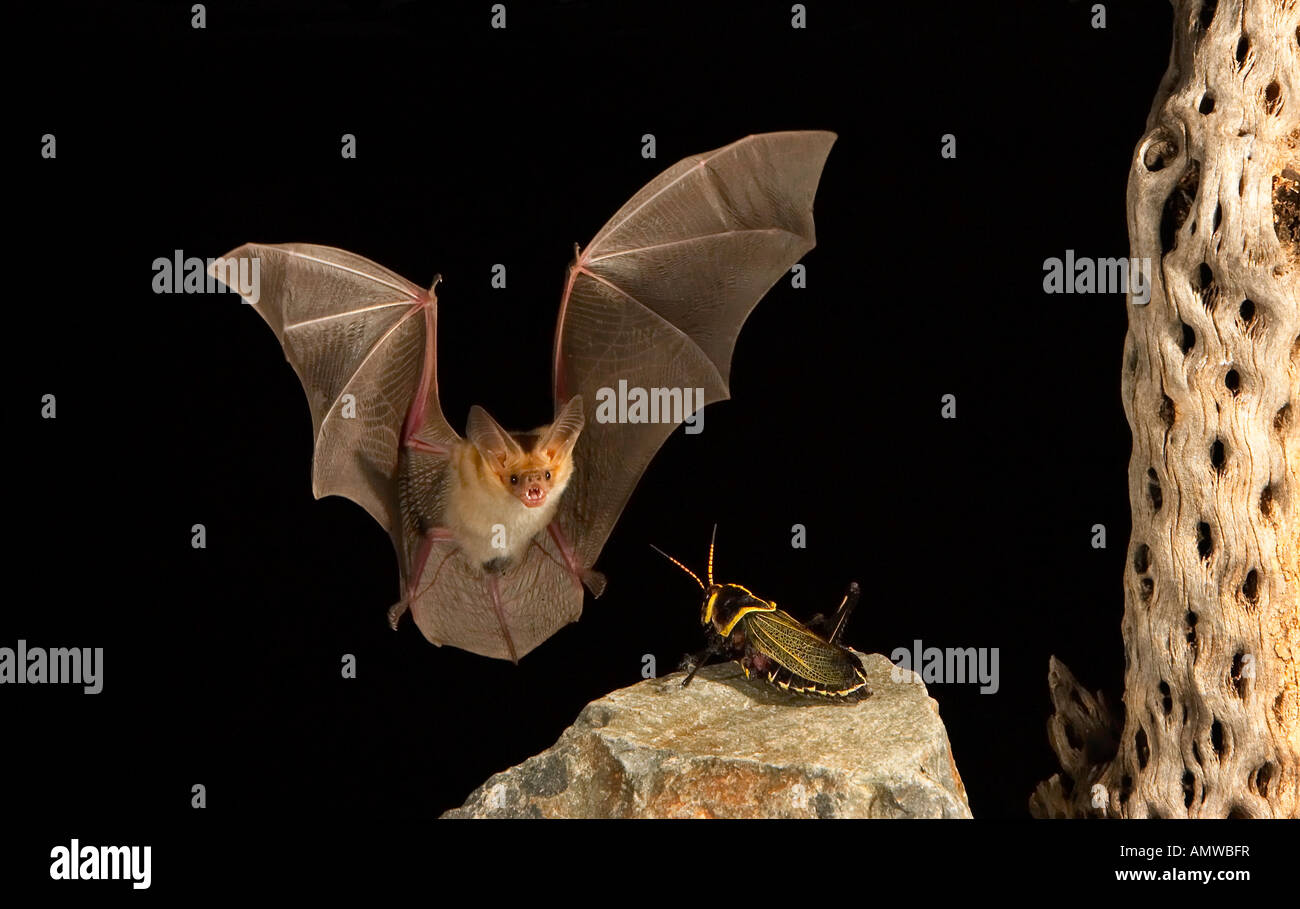 Pallid Bat Antrozous pallidus Arizona USA Stock Photo - Alamy