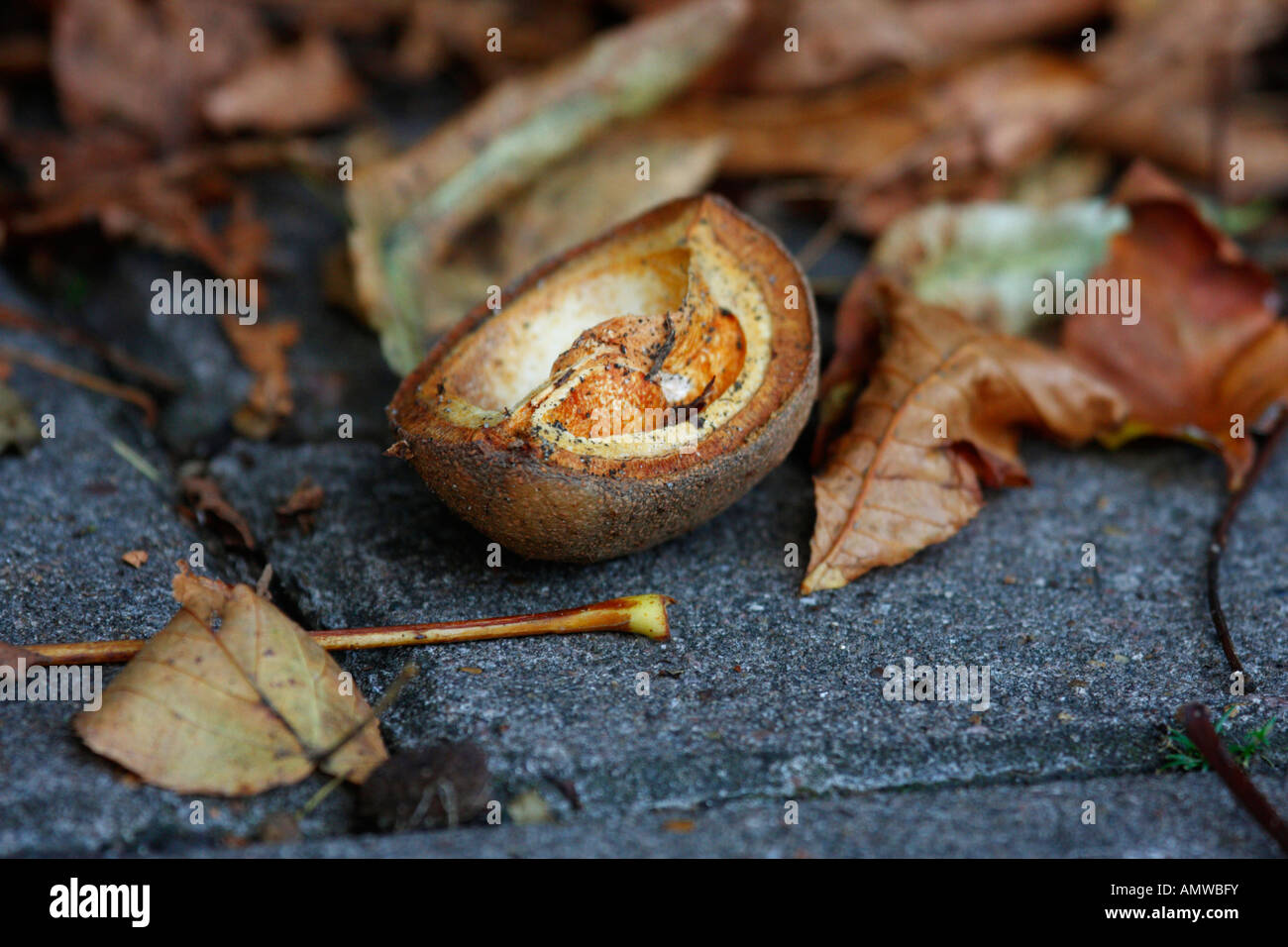 Chesnut shell hi-res stock photography and images - Alamy