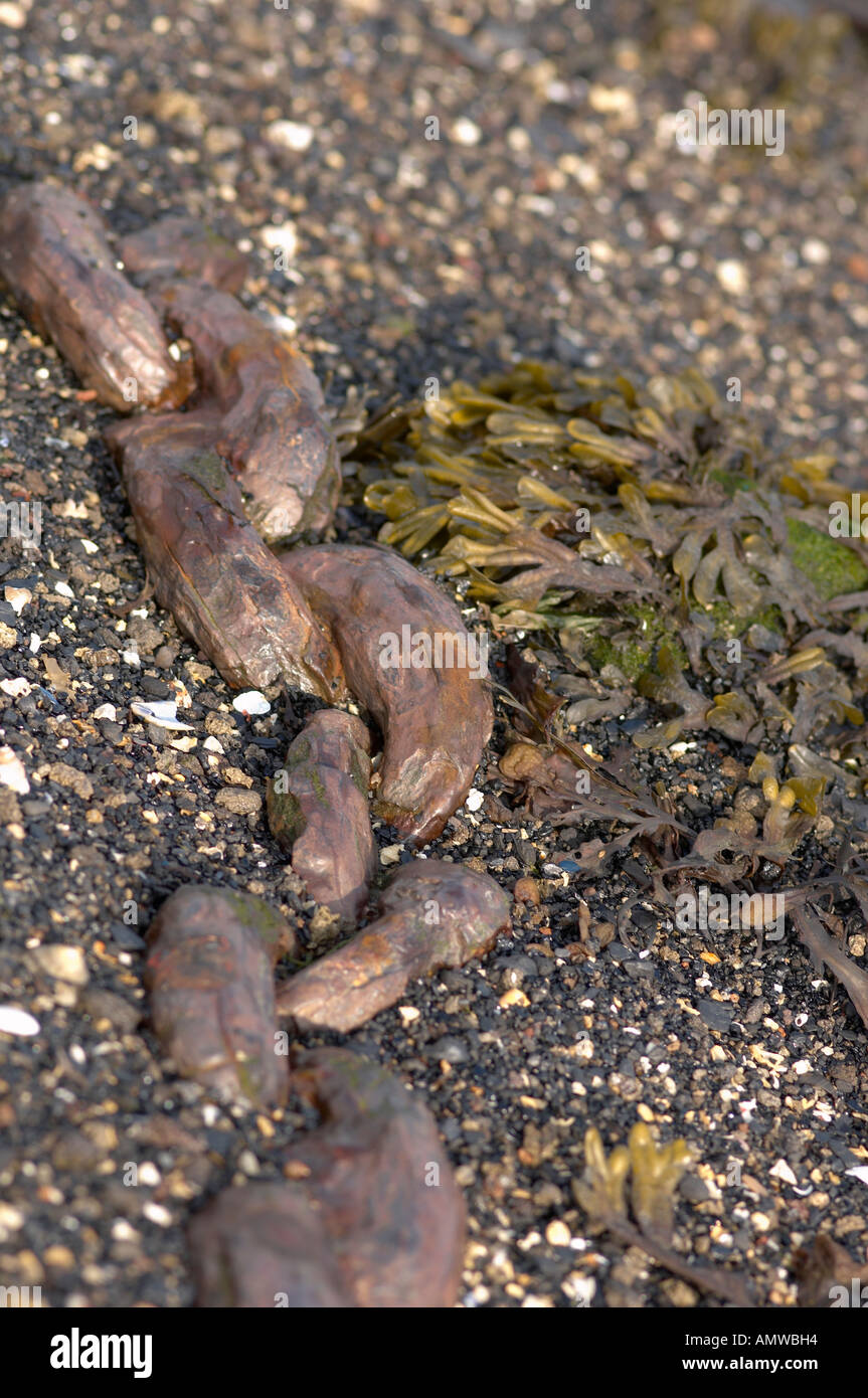 Weathered anchor chain and seaweed on a beach Stock Photo - Alamy