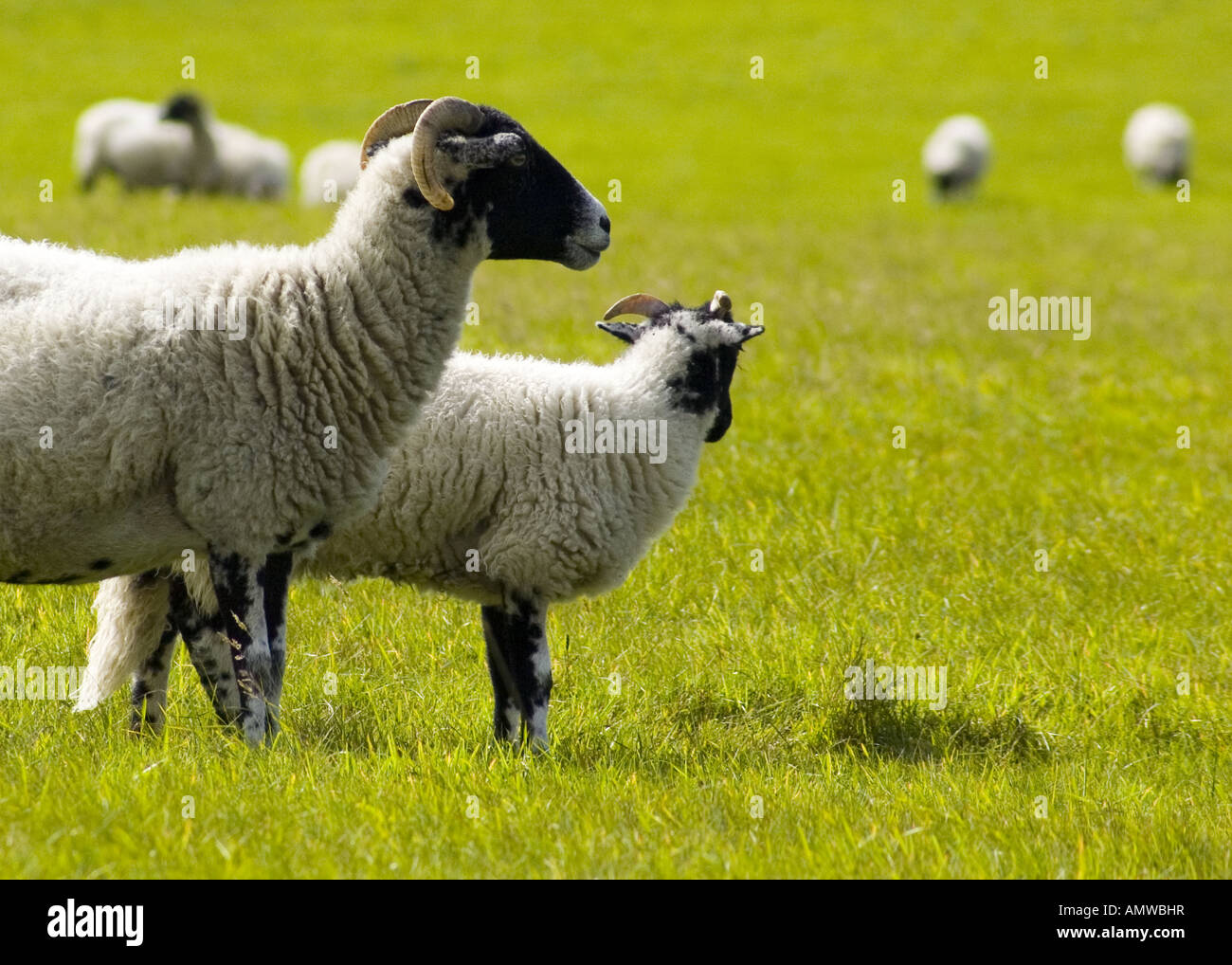 Field of sheep Stock Photo - Alamy