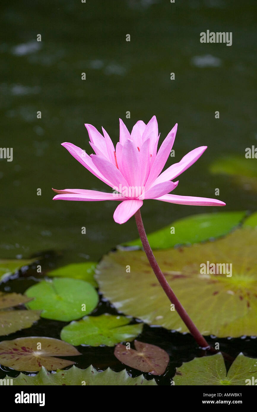 Pink water lilies hi-res stock photography and images - Alamy