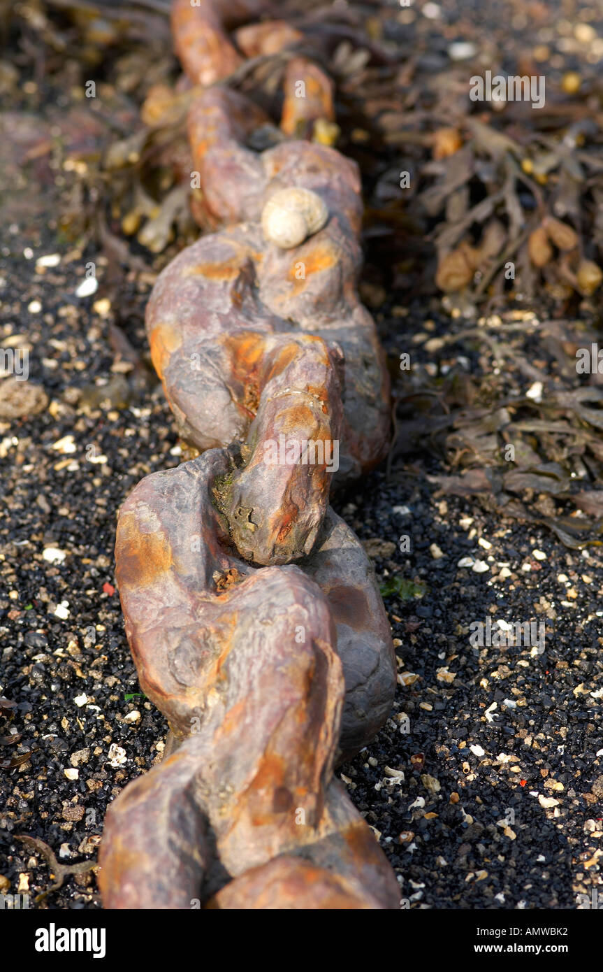 Weathered anchor chain and seaweed on a beach Stock Photo - Alamy