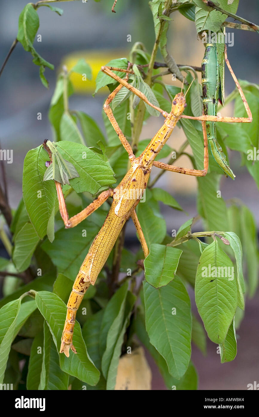 Grasshopper Sipyloidea sipylus Stock Photo - Alamy