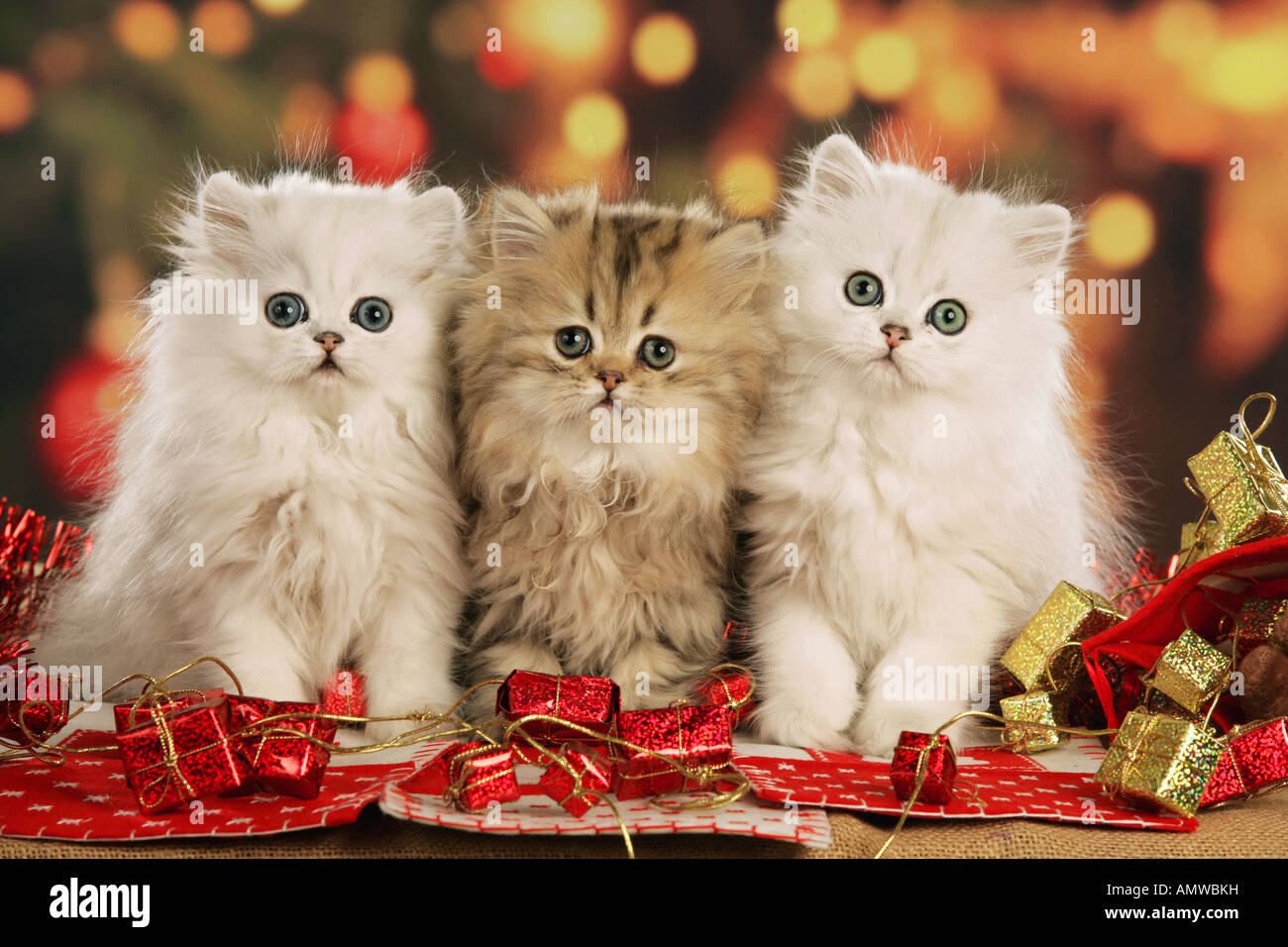 Three Kittens Playing