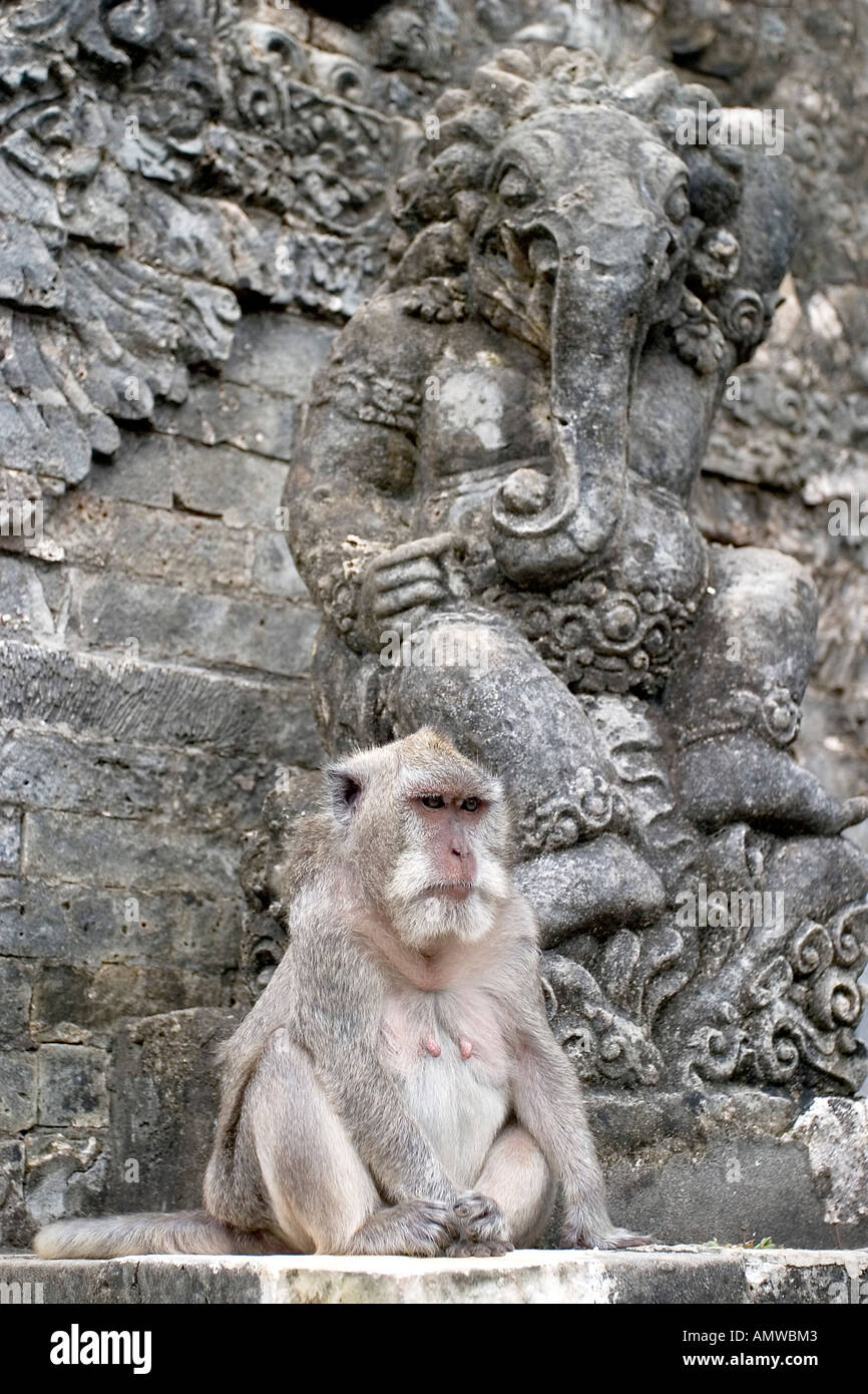 Java monkey Macaca fasciularis Stock Photo - Alamy