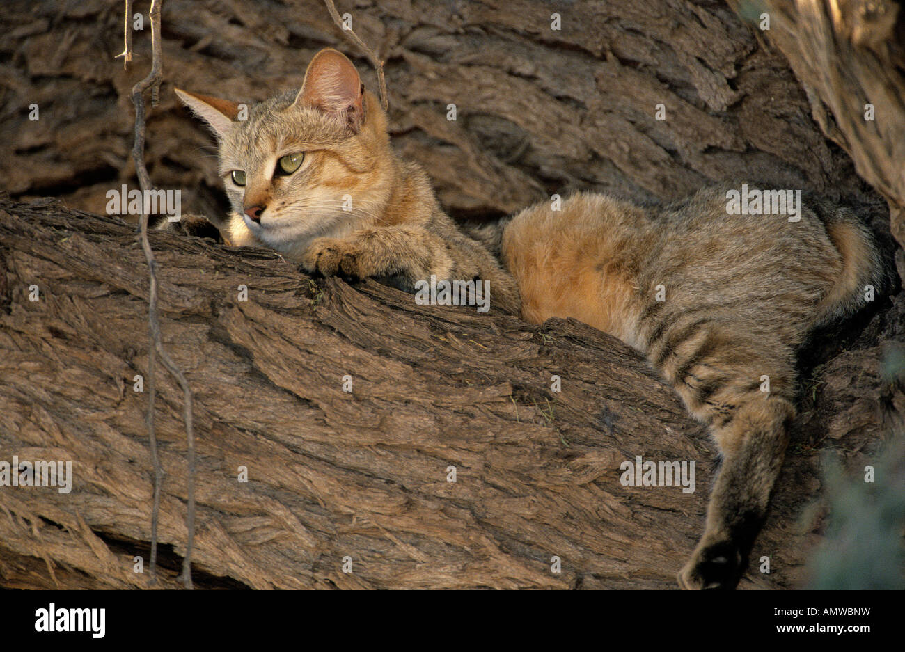 Kalahari wildcat resting in hi-res stock photography and images - Alamy