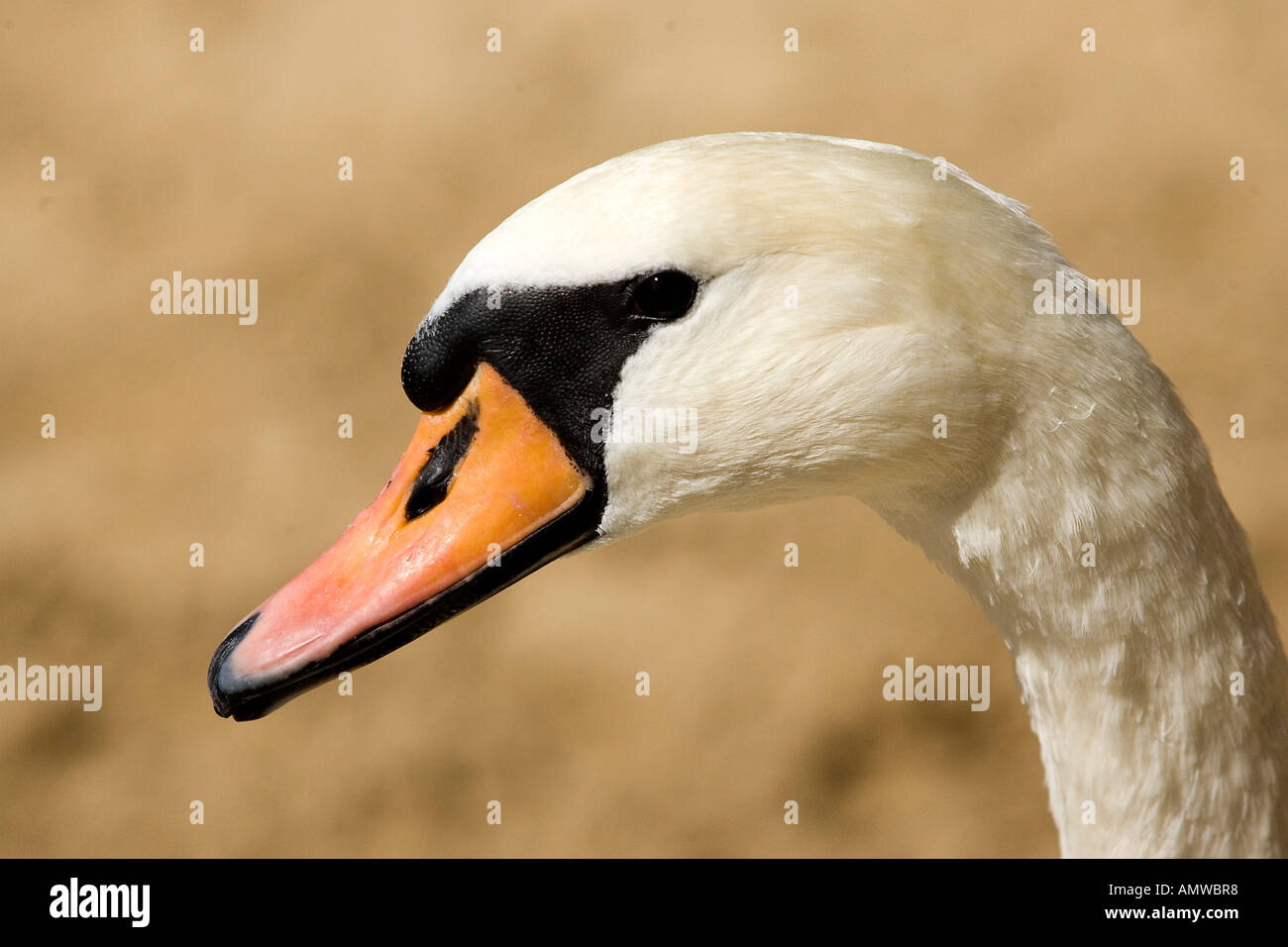 Swan gaze hi-res stock photography and images - Alamy