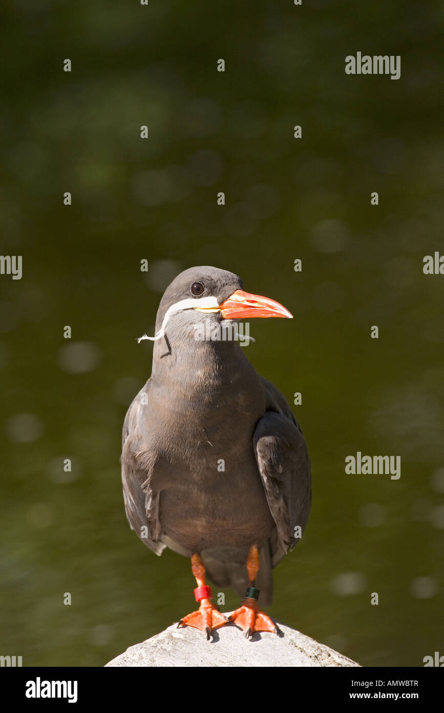 inca tern / Larosterna inca Stock Photo - Alamy