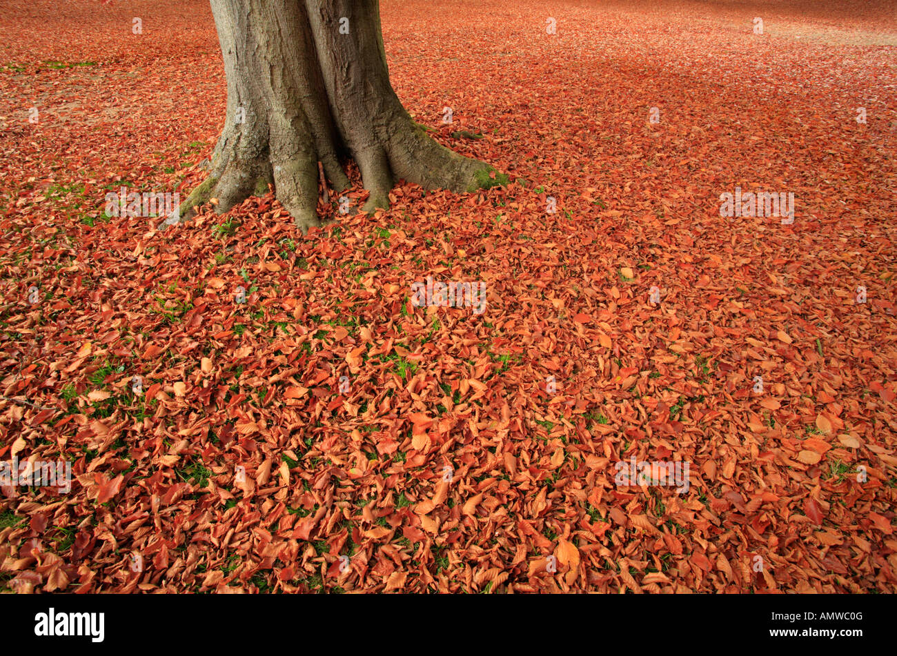 Copper beech fall leaves hi-res stock photography and images - Alamy