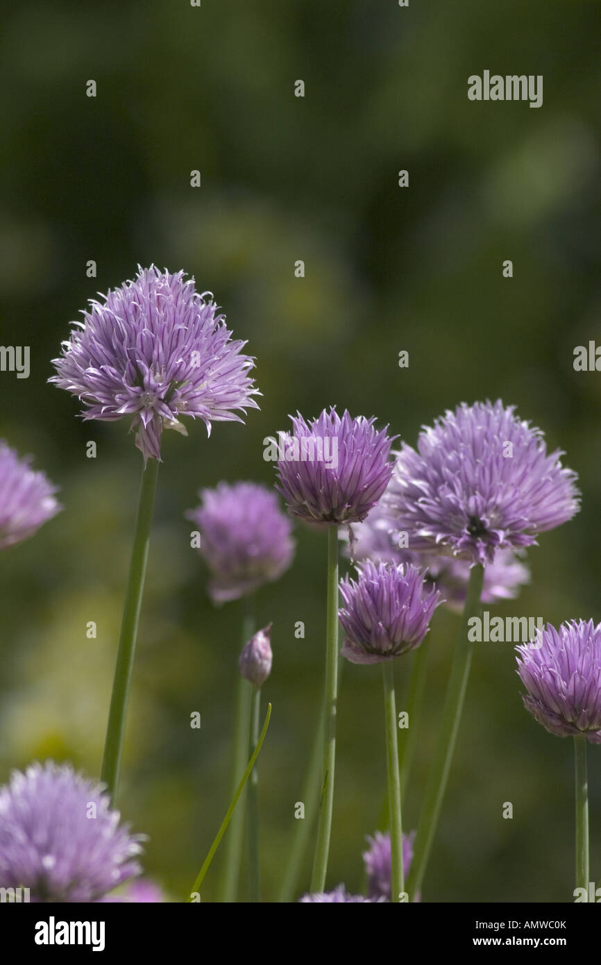 Chives in Bloom Stock Photo - Alamy