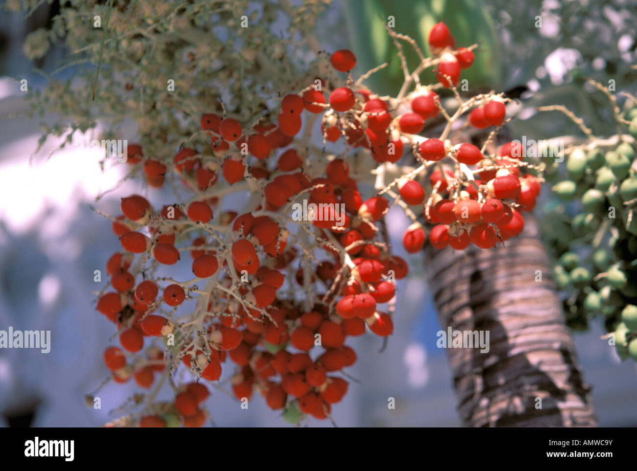 North America, USA, Florida, Florida Keys, Key West. Tree details Stock ...