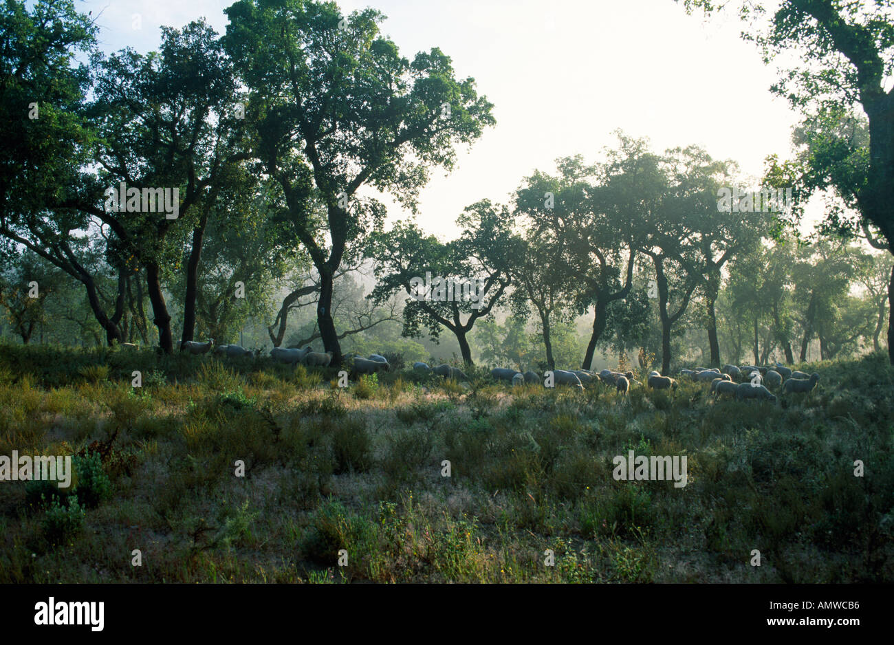 An old cork tree showing where the bark has been stripped for cork ...
