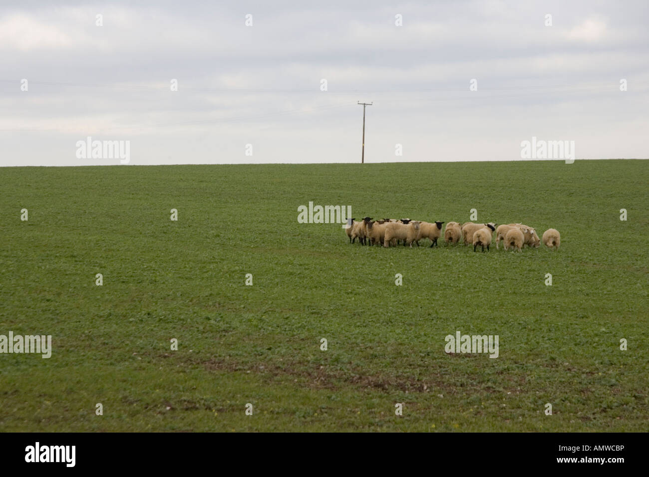 Sheep in a field Stock Photo - Alamy