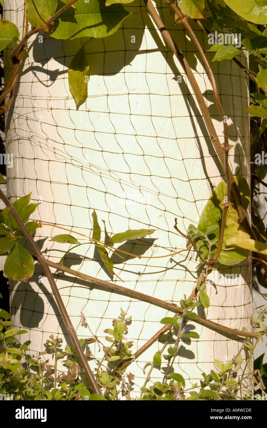 A vine growing on the column of a house in the French Quarter New ...