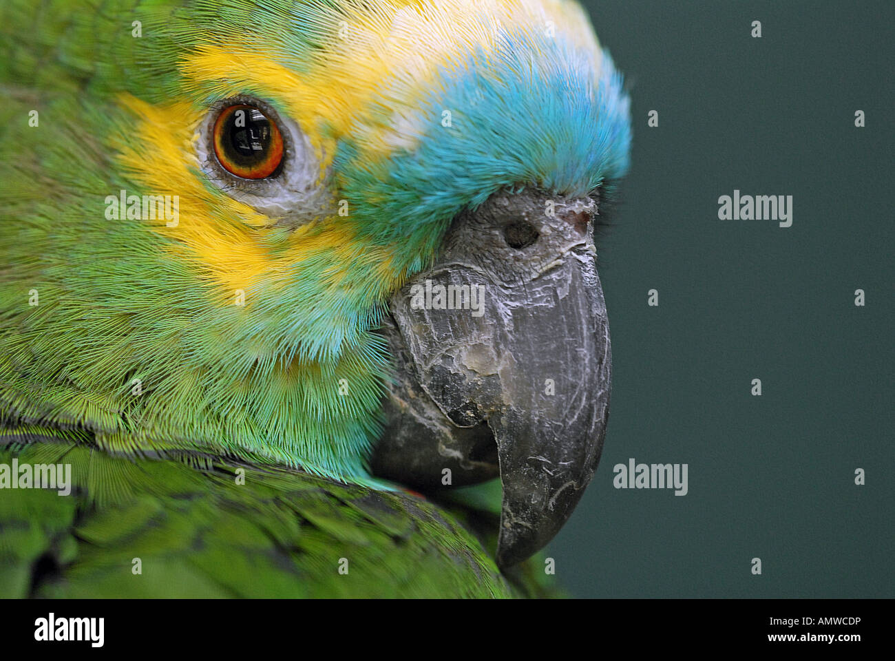 Blue fronted amazons hi-res stock photography and images - Alamy