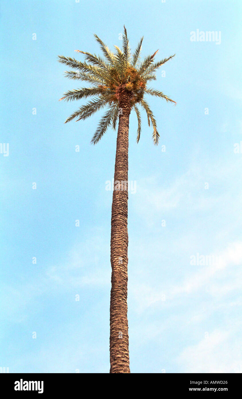 Palm tree Spain Stock Photo - Alamy