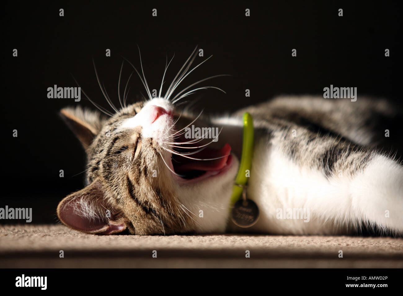 Tabby kitten yawning Stock Photo - Alamy