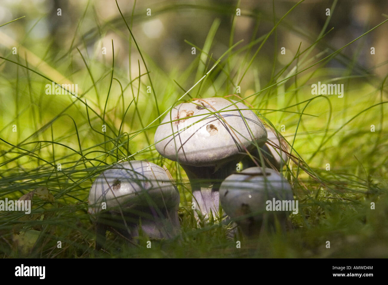 Puffball fungus, Lycoperdales Stock Photo - Alamy