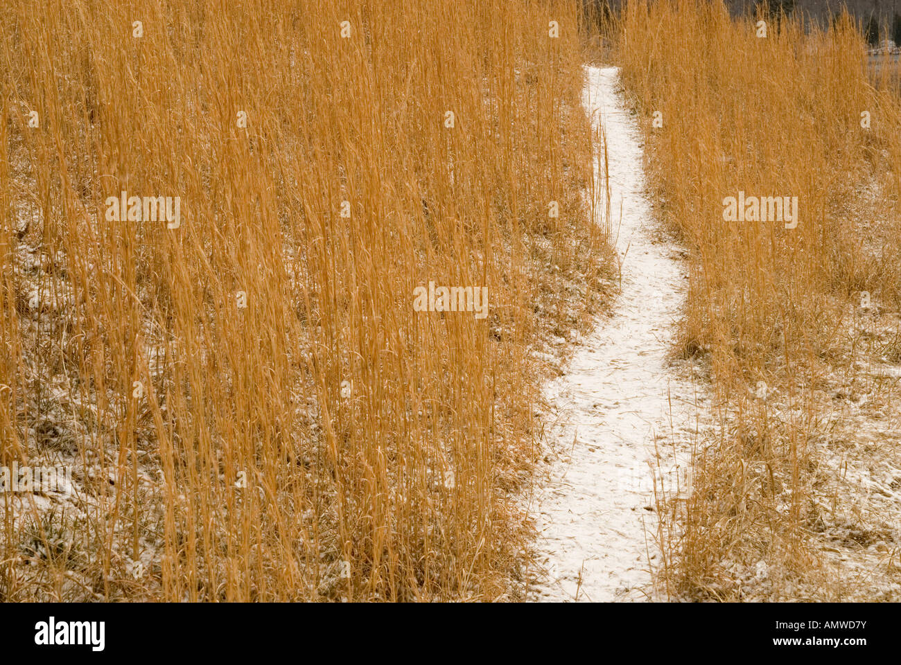 deer trail through gold meadow grasses,snow Stock Photo - Alamy