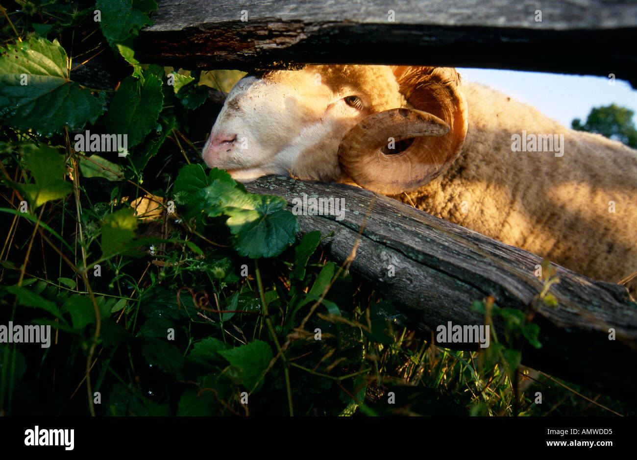 Ram in a farm in Southern Illinois Stock Photo - Alamy