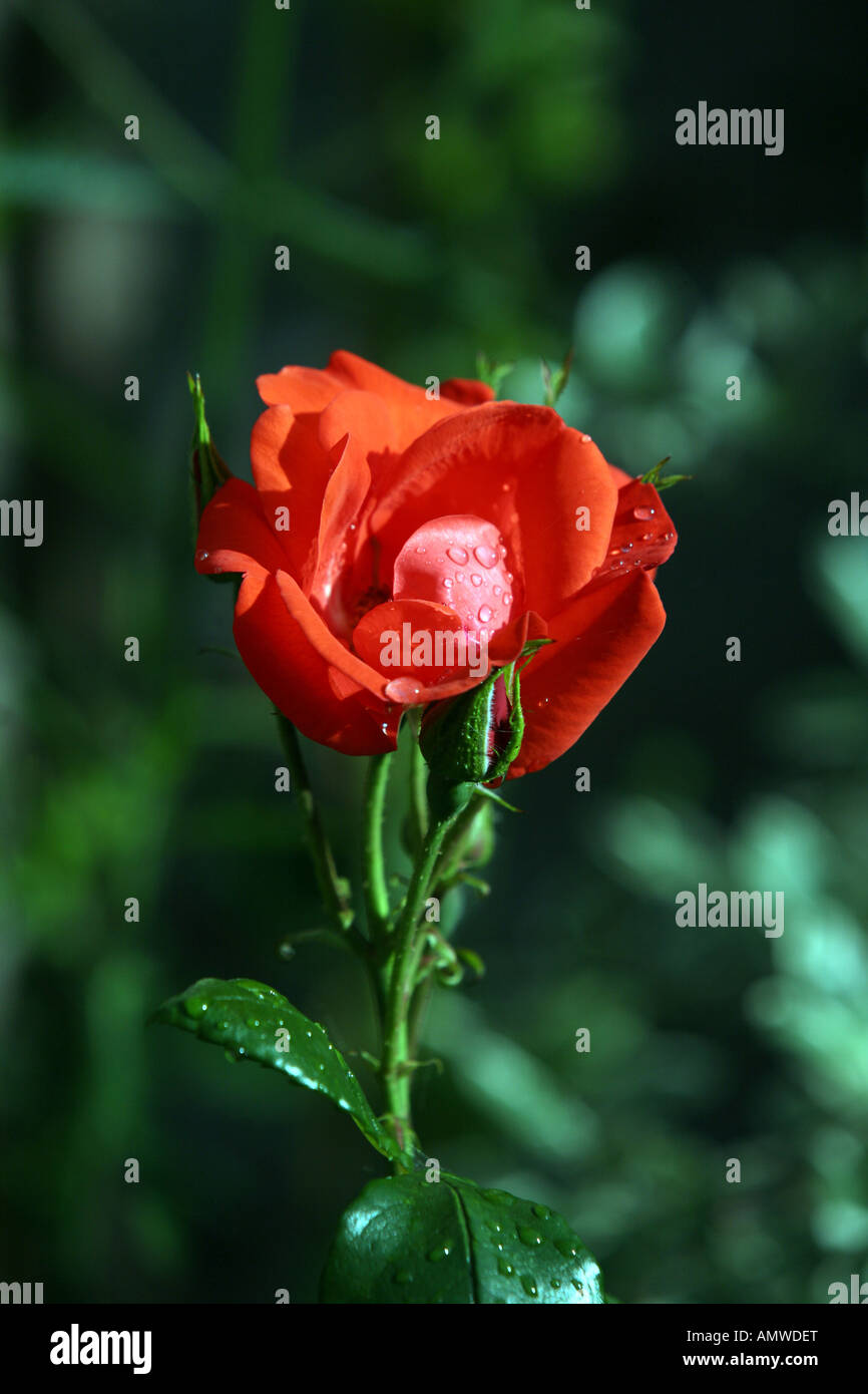 RED FLORIBUNDA ROSE IN SUFFOLK Stock Photo - Alamy