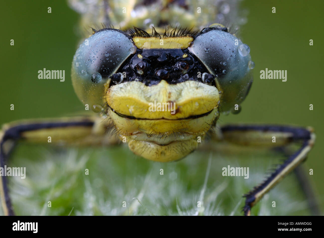 Club Tailed Dragonfly Stock Photos & Club Tailed Dragonfly Stock Images ...